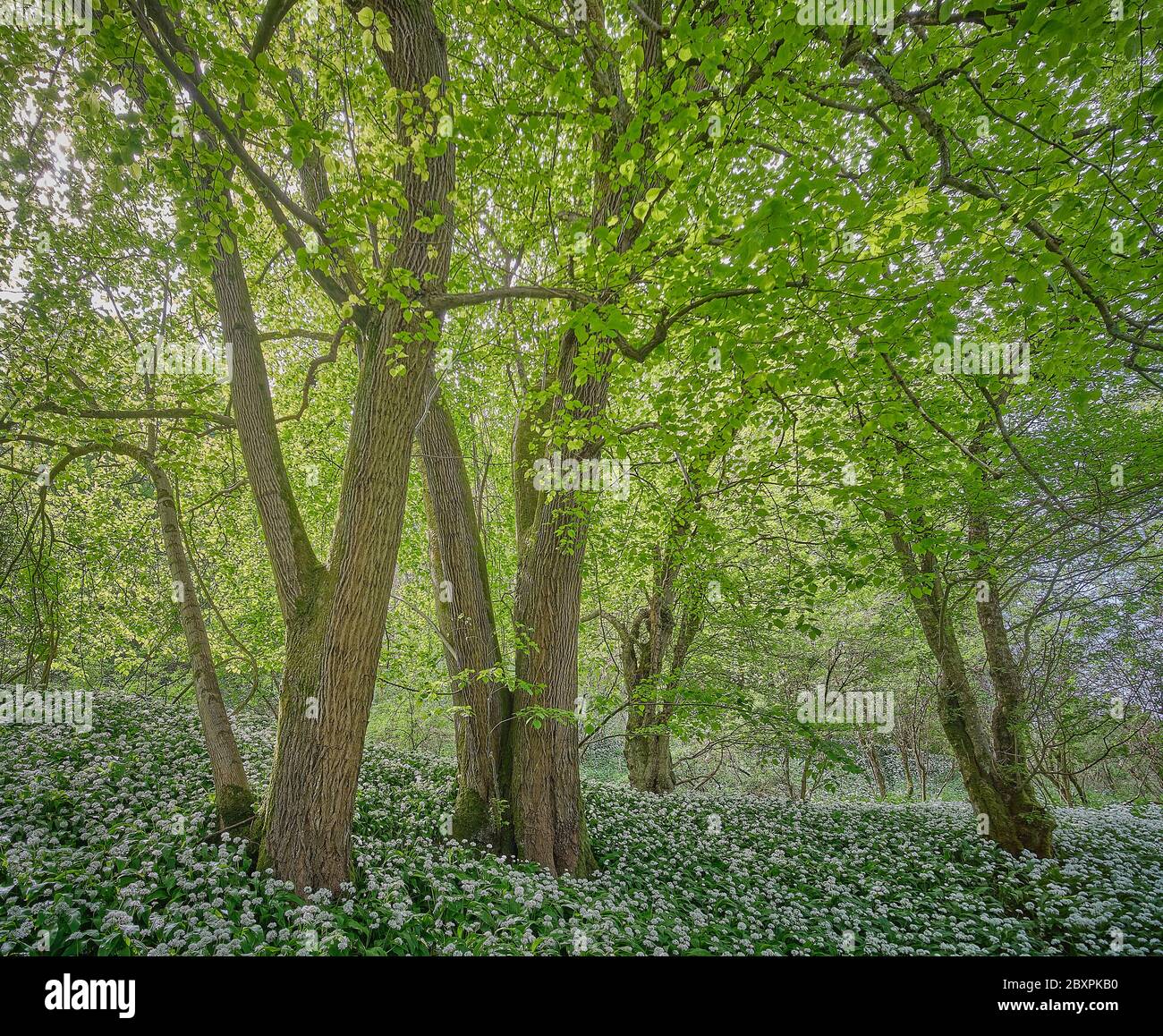 Sssi flora hi-res stock photography and images - Alamy