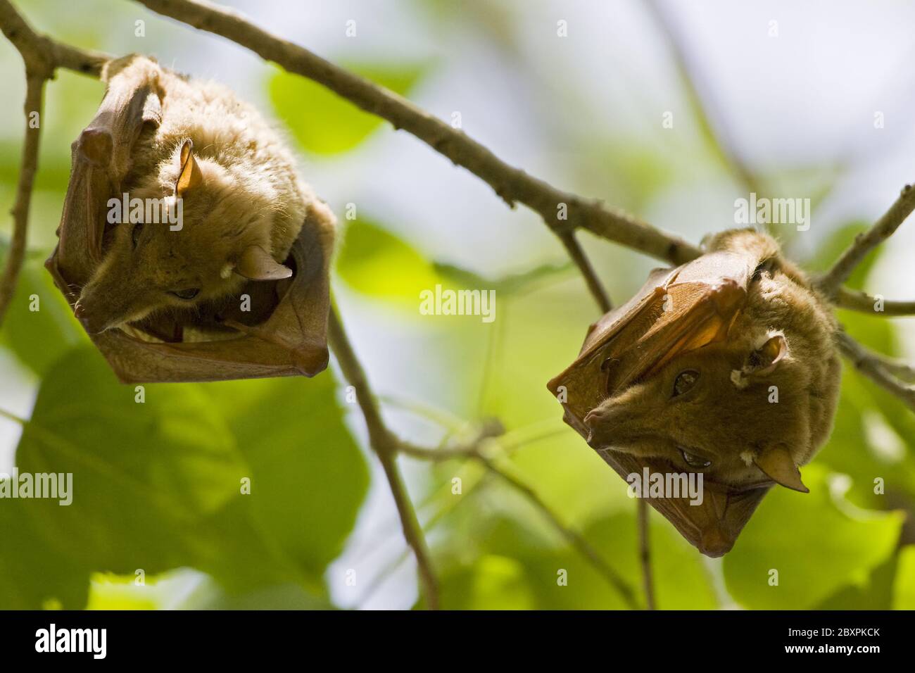 Peter's Epauletted Fruit Bats, Africa Stock Photo - Alamy