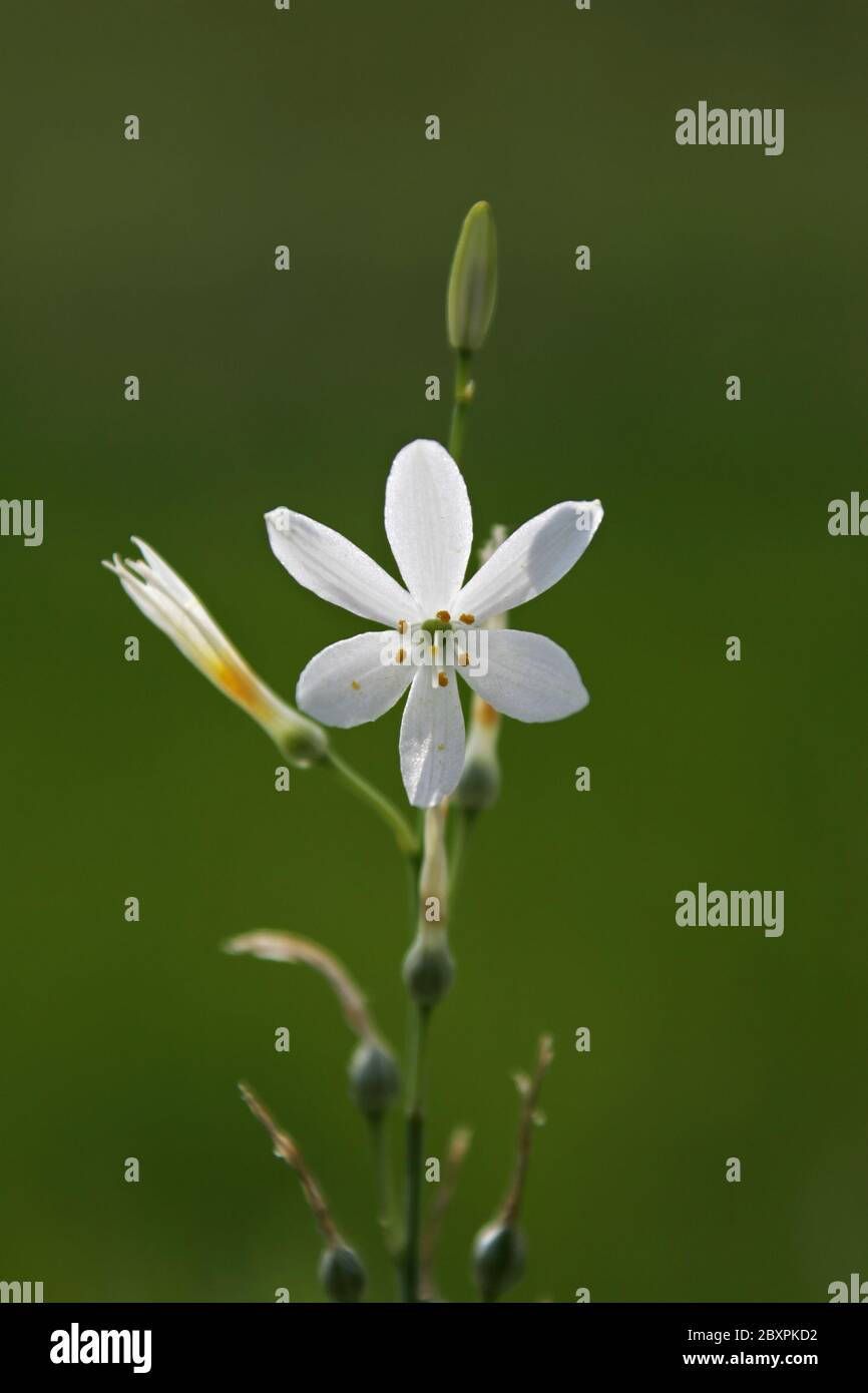 Anthericum liliago, St. Bernard Lily Stock Photo - Alamy