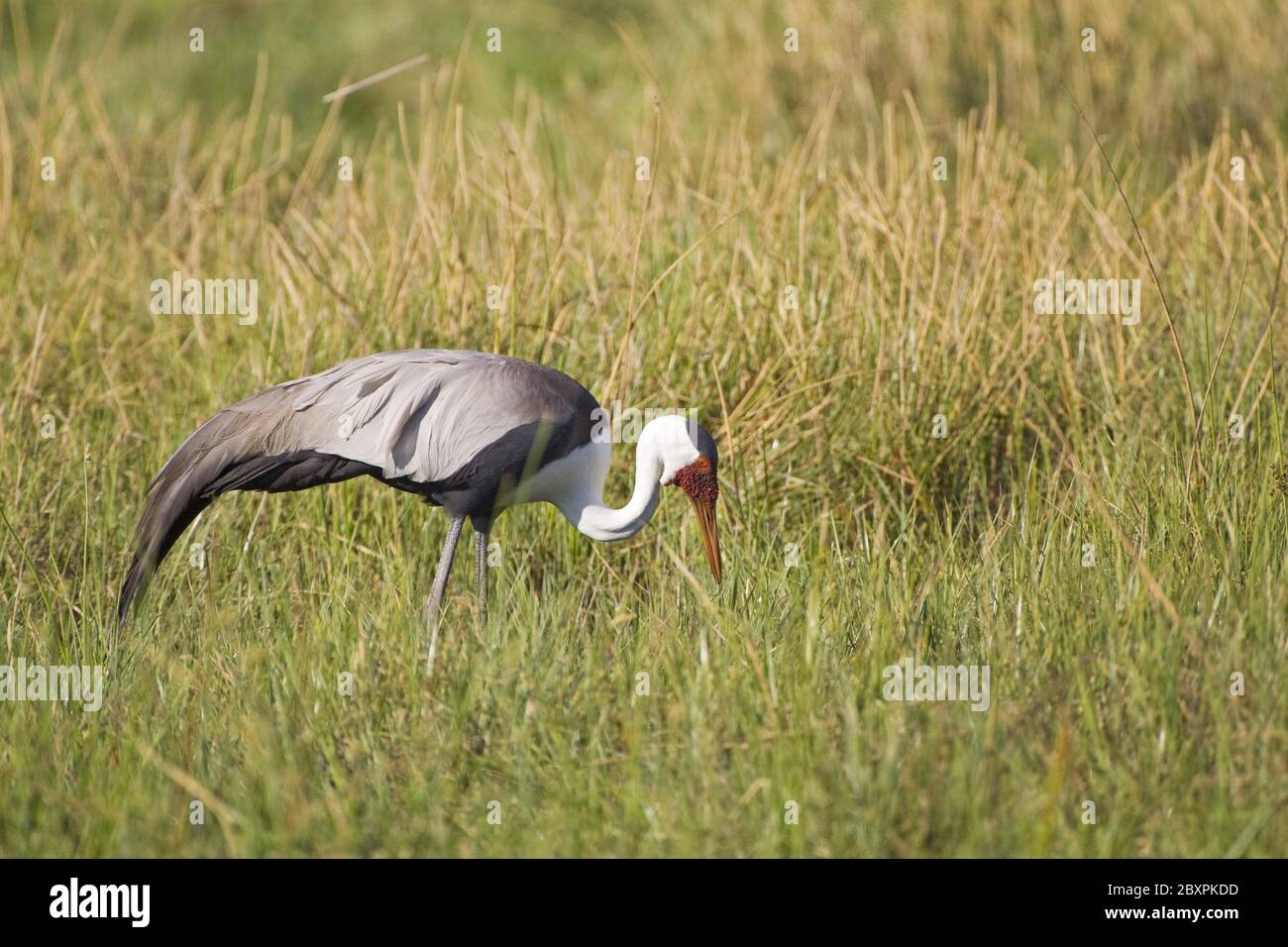 Moremi wildlife res hi-res stock photography and images - Alamy
