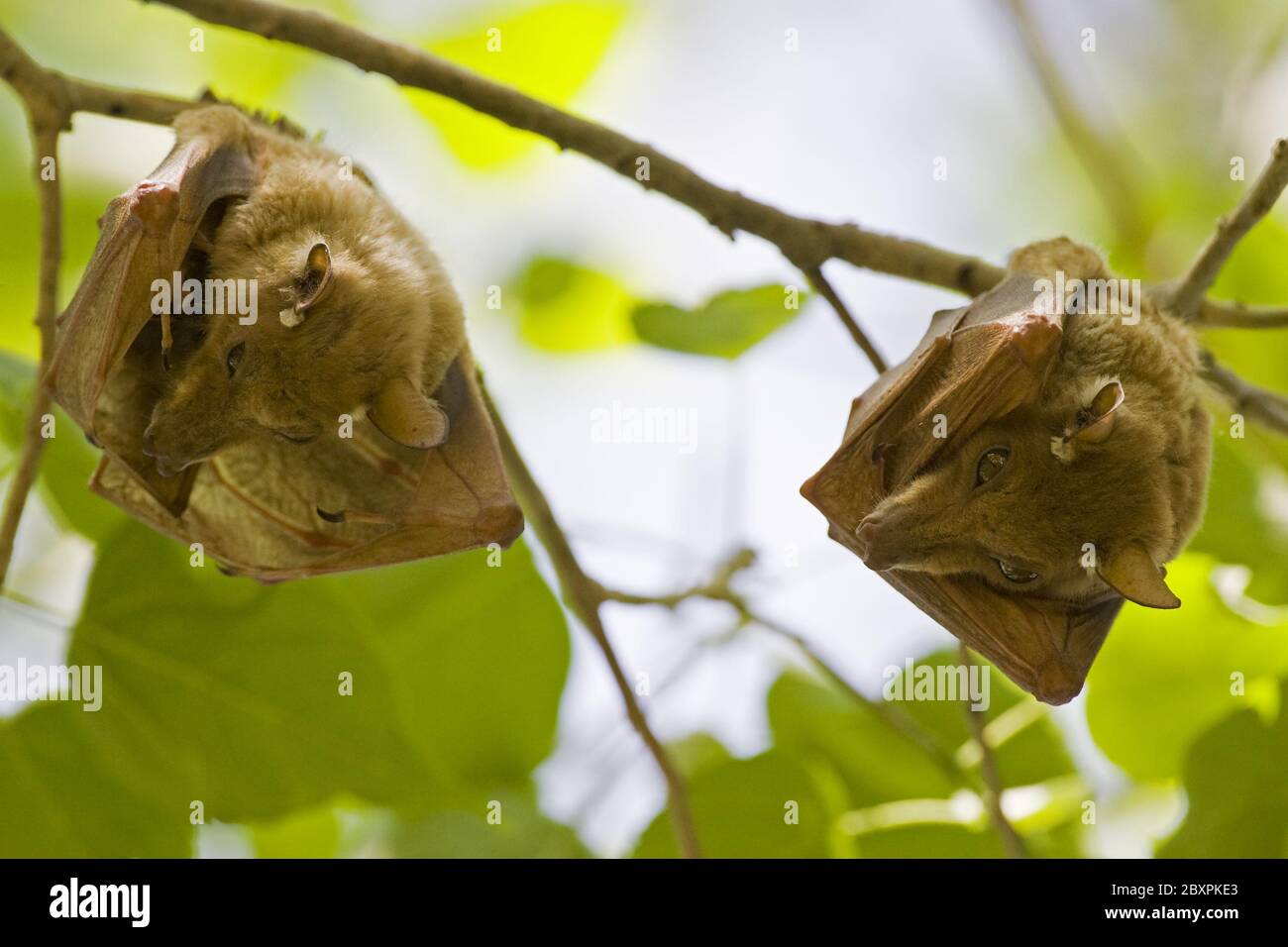 African megabats hi-res stock photography and images - Alamy