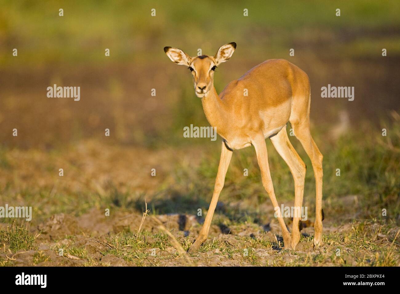 Moremi National Park, Okavango Delta, Botswana, Impala Antelope Stock ...