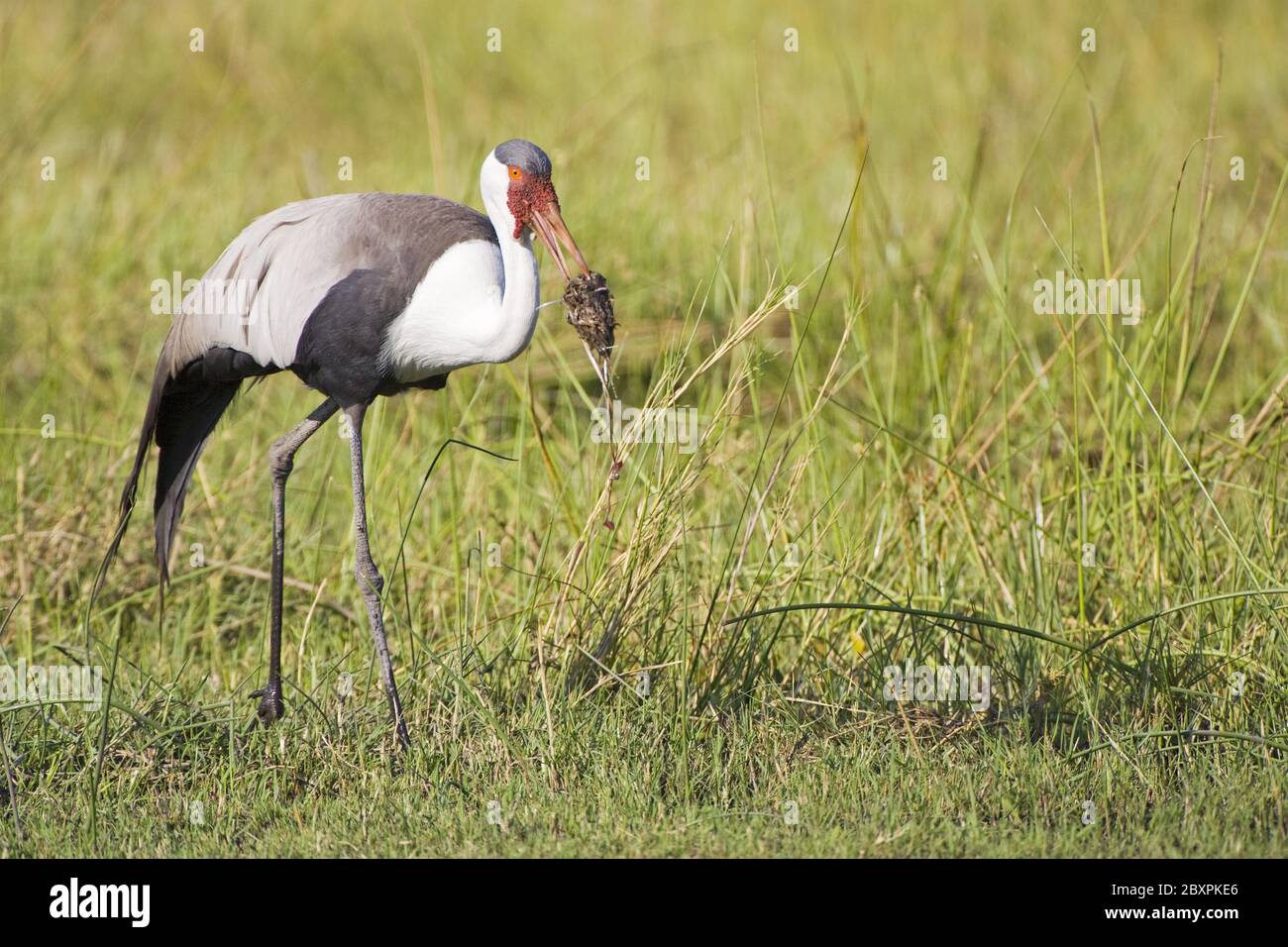 Great african wattled crane hi-res stock photography and images - Alamy