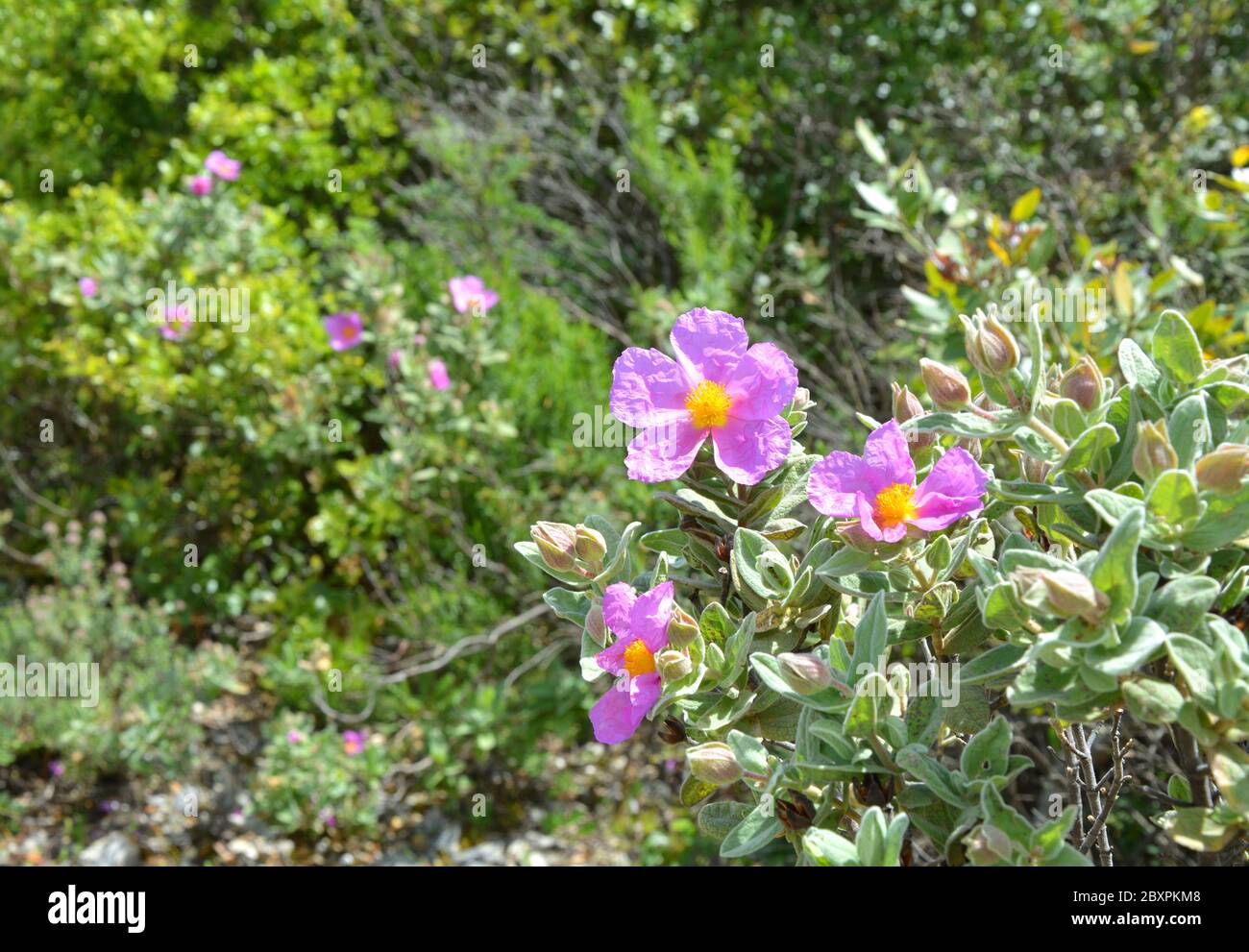 Cistus Rock rose shrub blossom in Portugal Stock Photo - Alamy