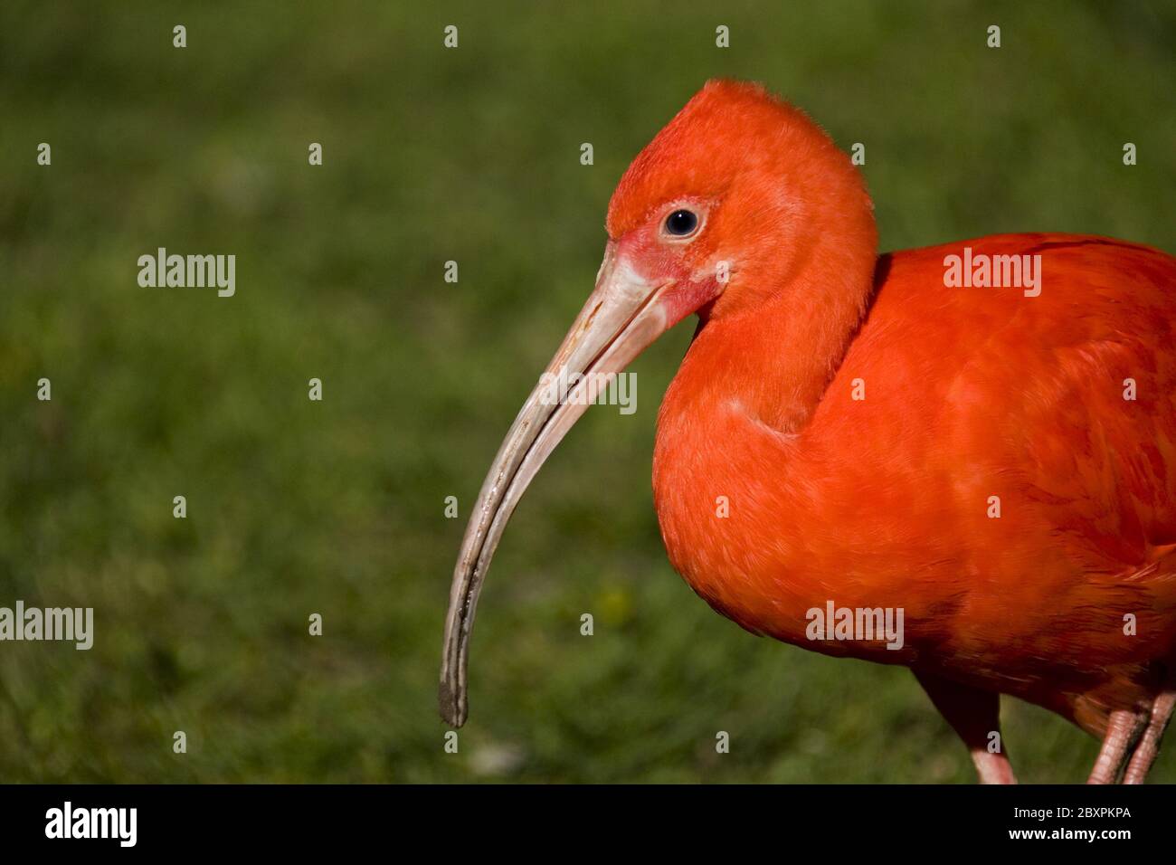 Scarlet ibis face hi-res stock photography and images - Alamy