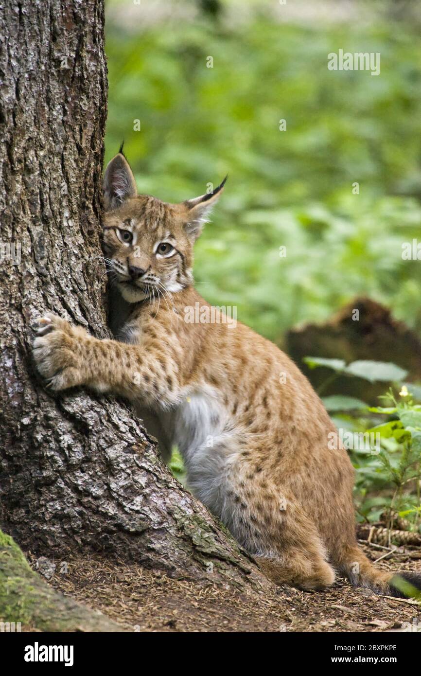 young European lynx, (Lynx lynx Stock Photo - Alamy