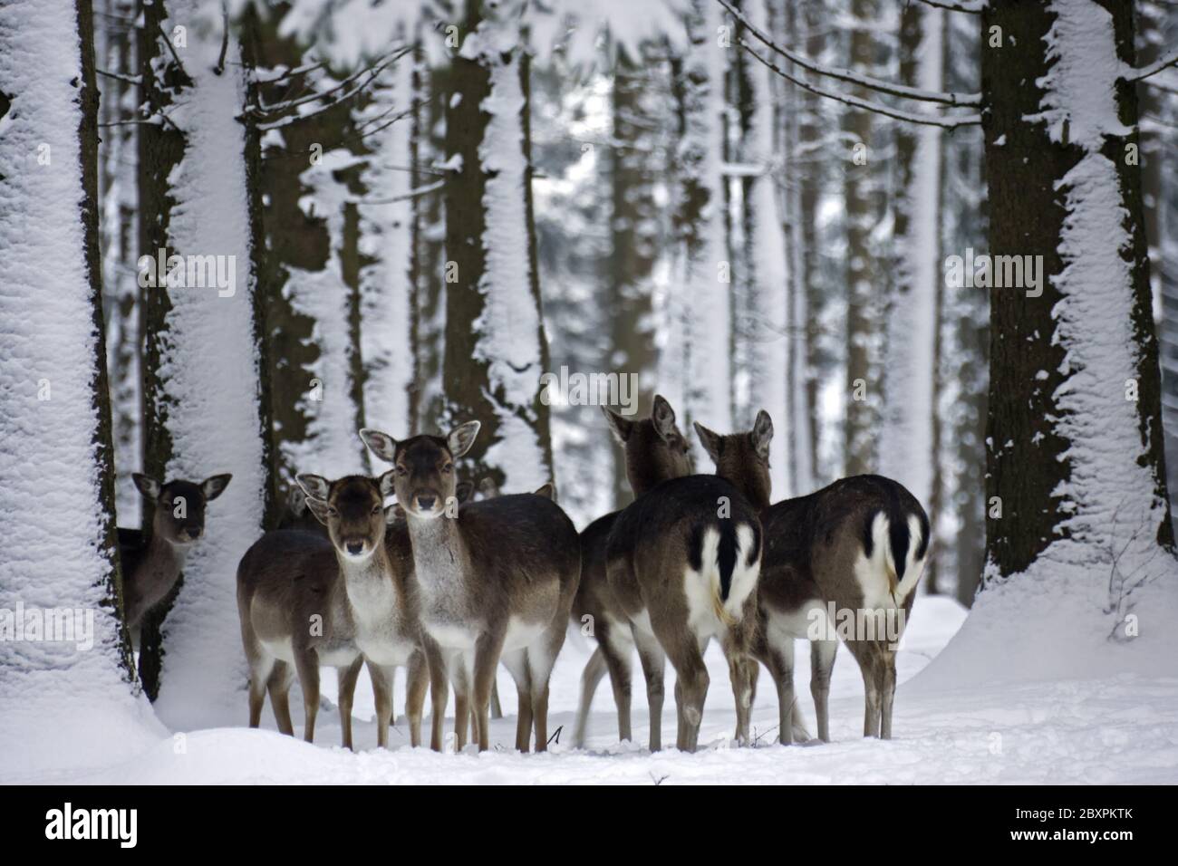 European fallow deer (Dama dama dama), Germany, Winter Stock Photo - Alamy