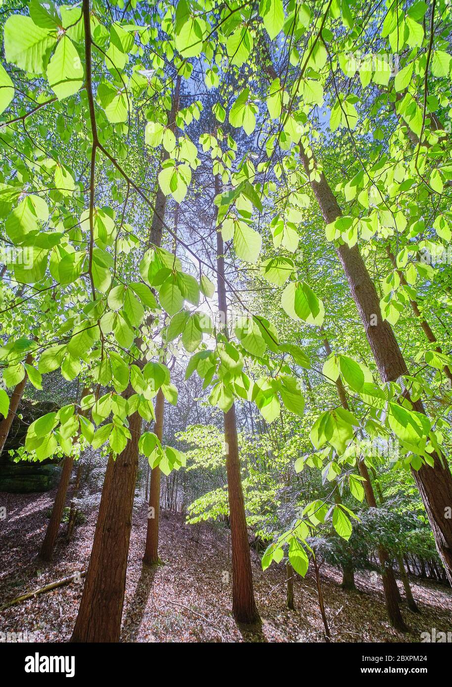Backlit beech tree leaves in spring on a sunny day portrait Stock Photo ...