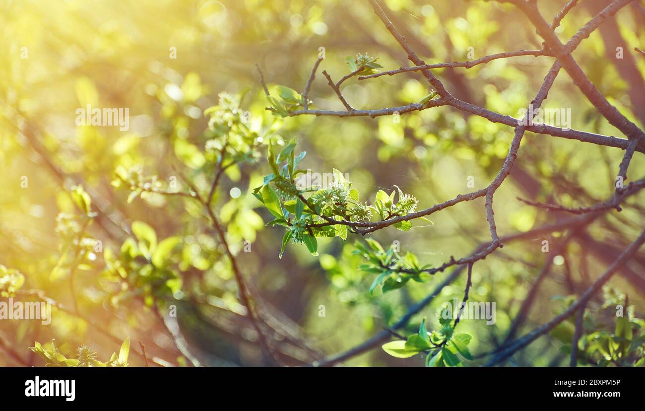 Spring blooming Salix glabra, . Willow tree branches with young green ...