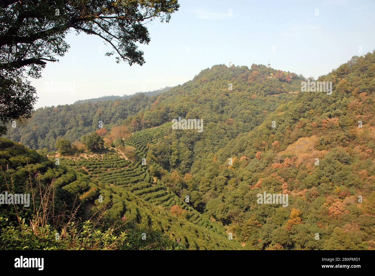 Plantations fields hi-res stock photography and images - Alamy