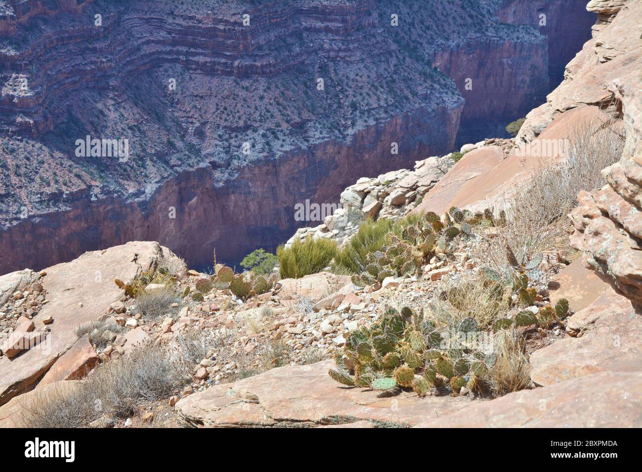 Vegetation of the Grand Canyon, cactus plants growing on the rocks ...