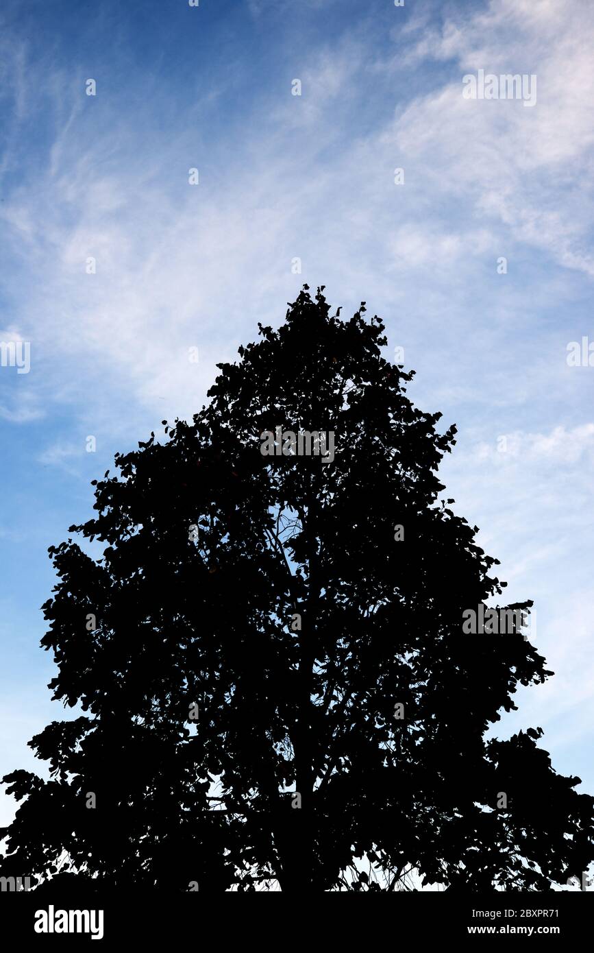 Tree in the Pyrenees, Huesca, Aragon in Spain Stock Photo - Alamy
