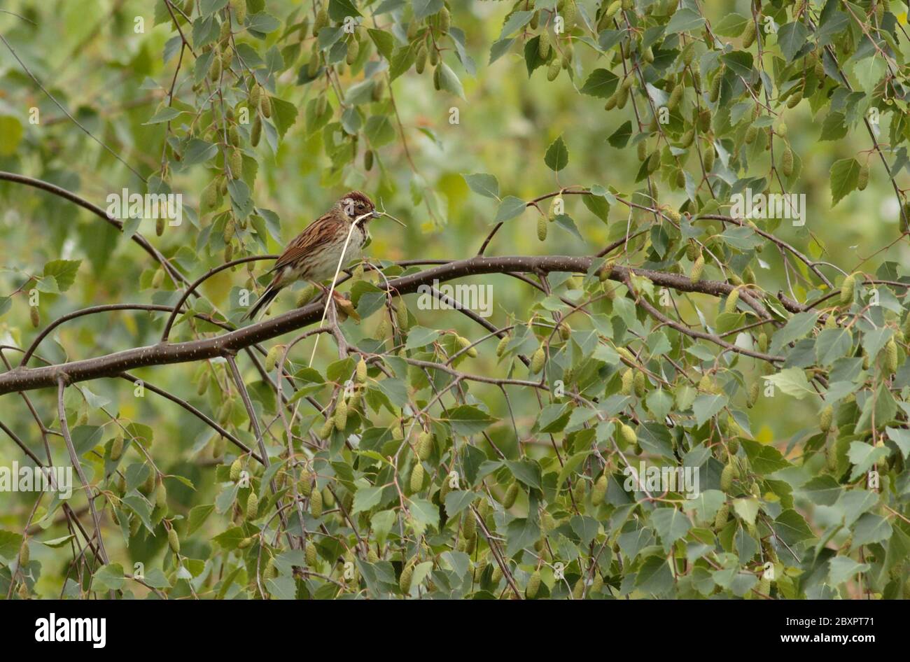 Red Bunting female collecting nesting material Stock Photo - Alamy