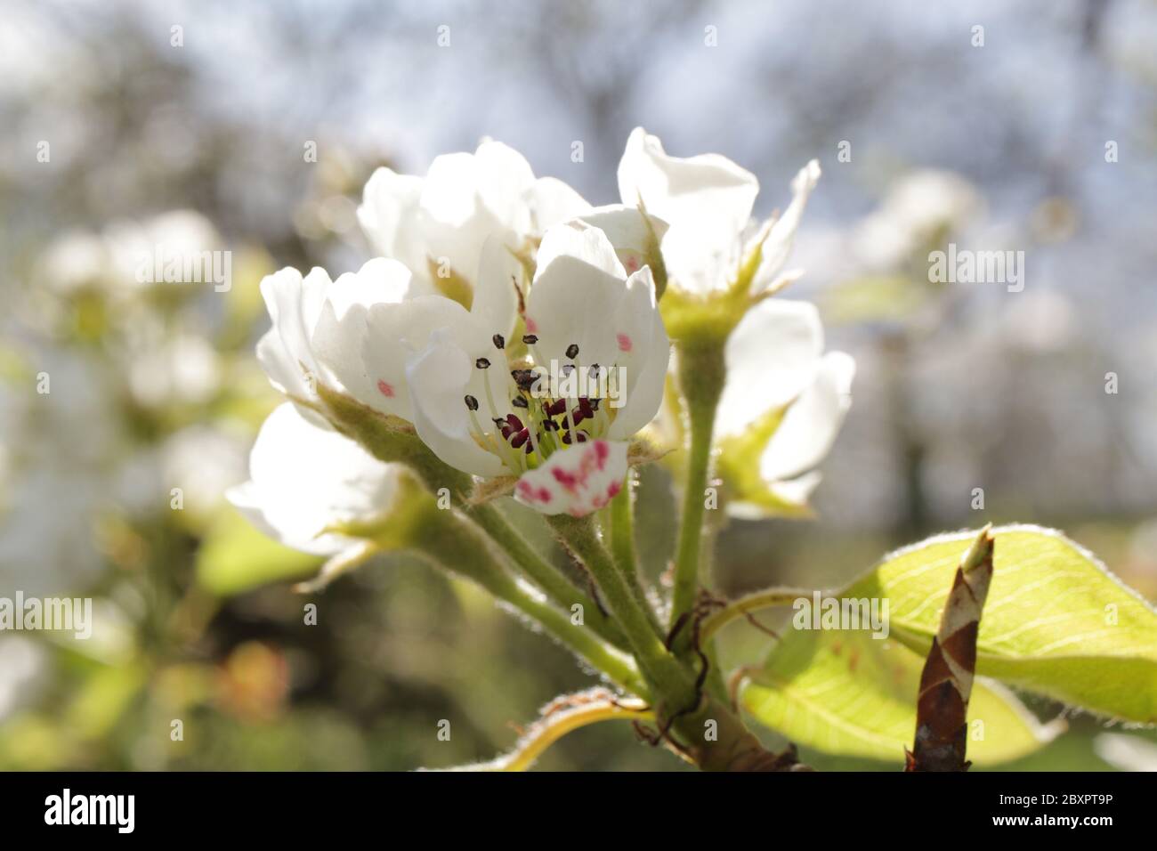 Conference pear tree hi-res stock photography and images - Alamy
