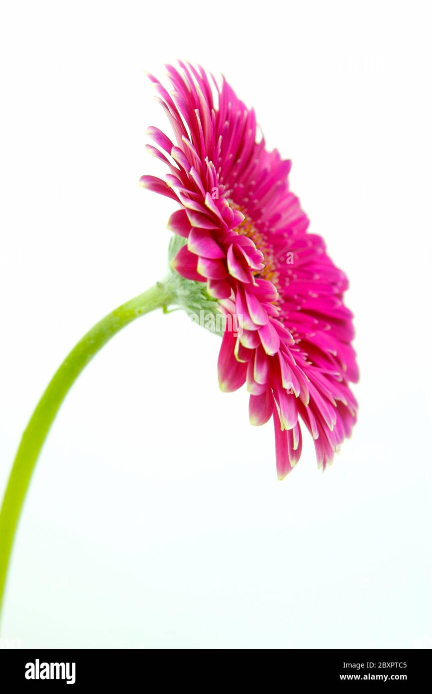 A pink erbera flower Stock Photo - Alamy