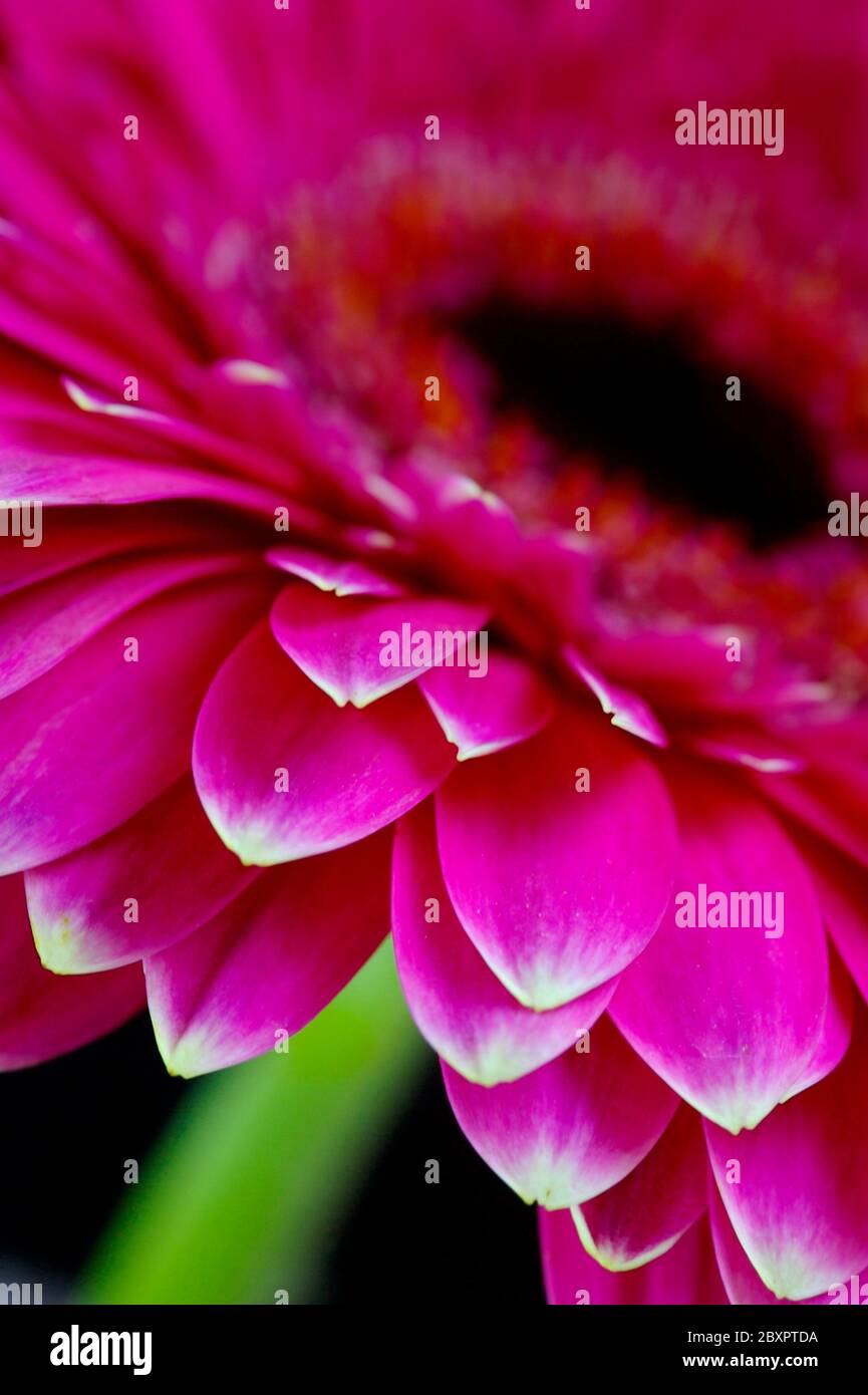 A pink erbera flower Stock Photo - Alamy