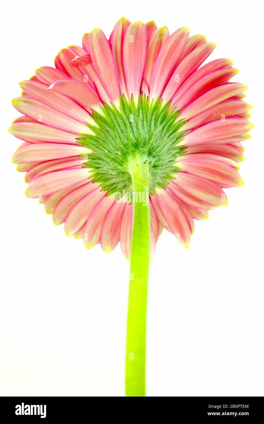 A pink erbera flower Stock Photo - Alamy