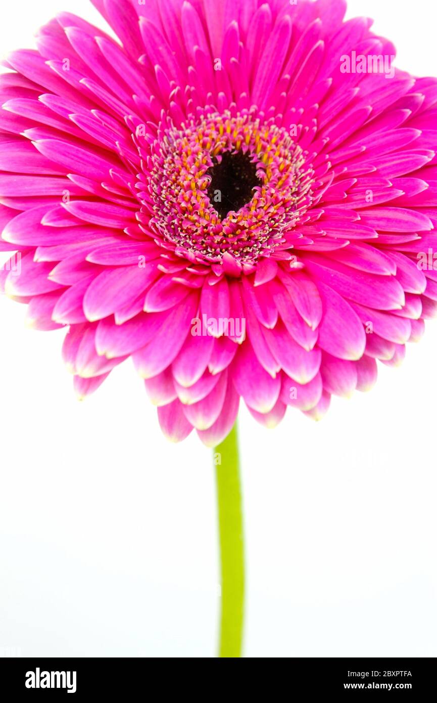 A pink erbera flower Stock Photo - Alamy
