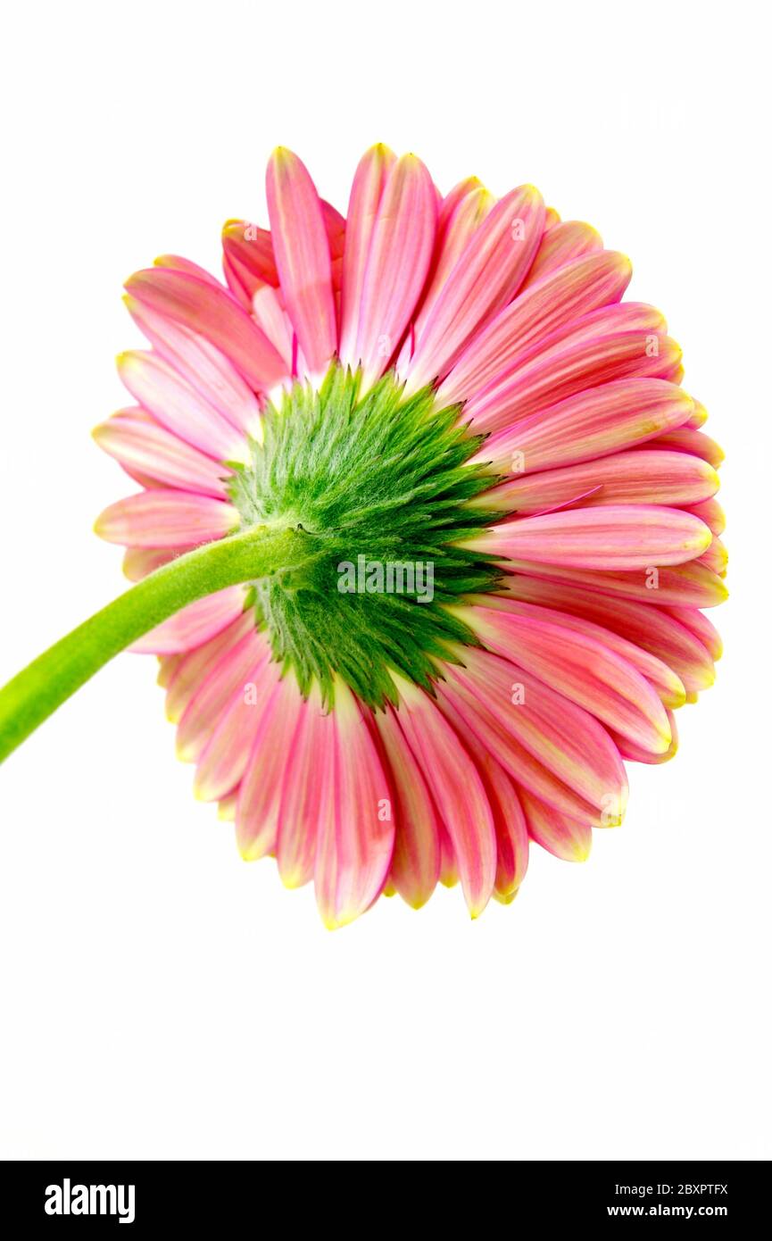 A pink erbera flower Stock Photo - Alamy