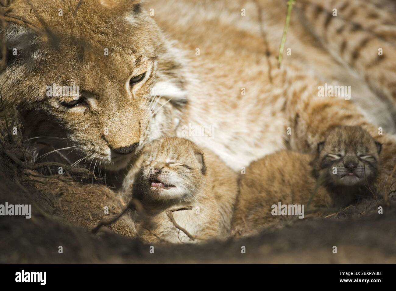Mother and baby lynx hi-res stock photography and images - Alamy