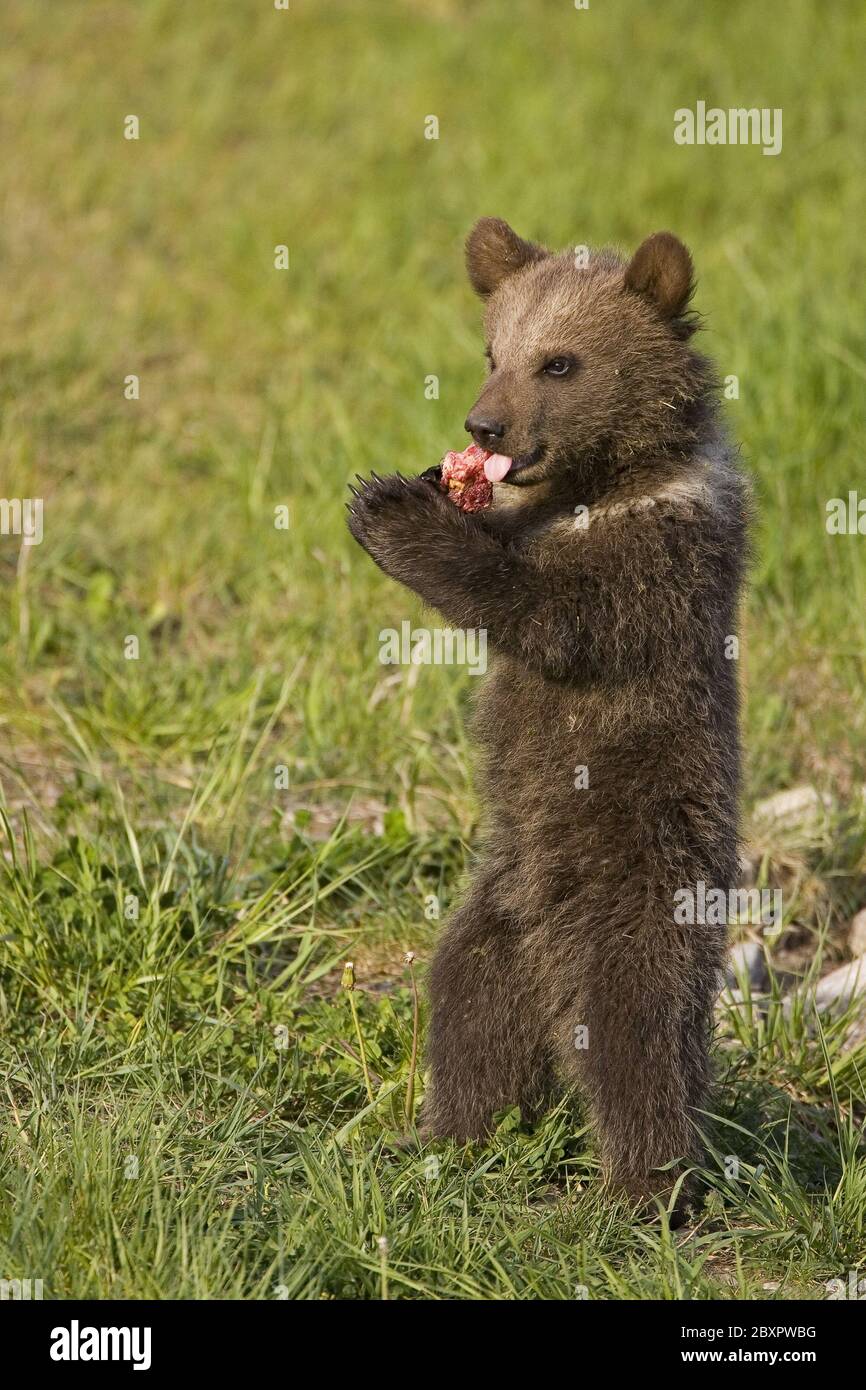 young European Brown Bear, (captive), Bavaria, Germany Stock Photo - Alamy