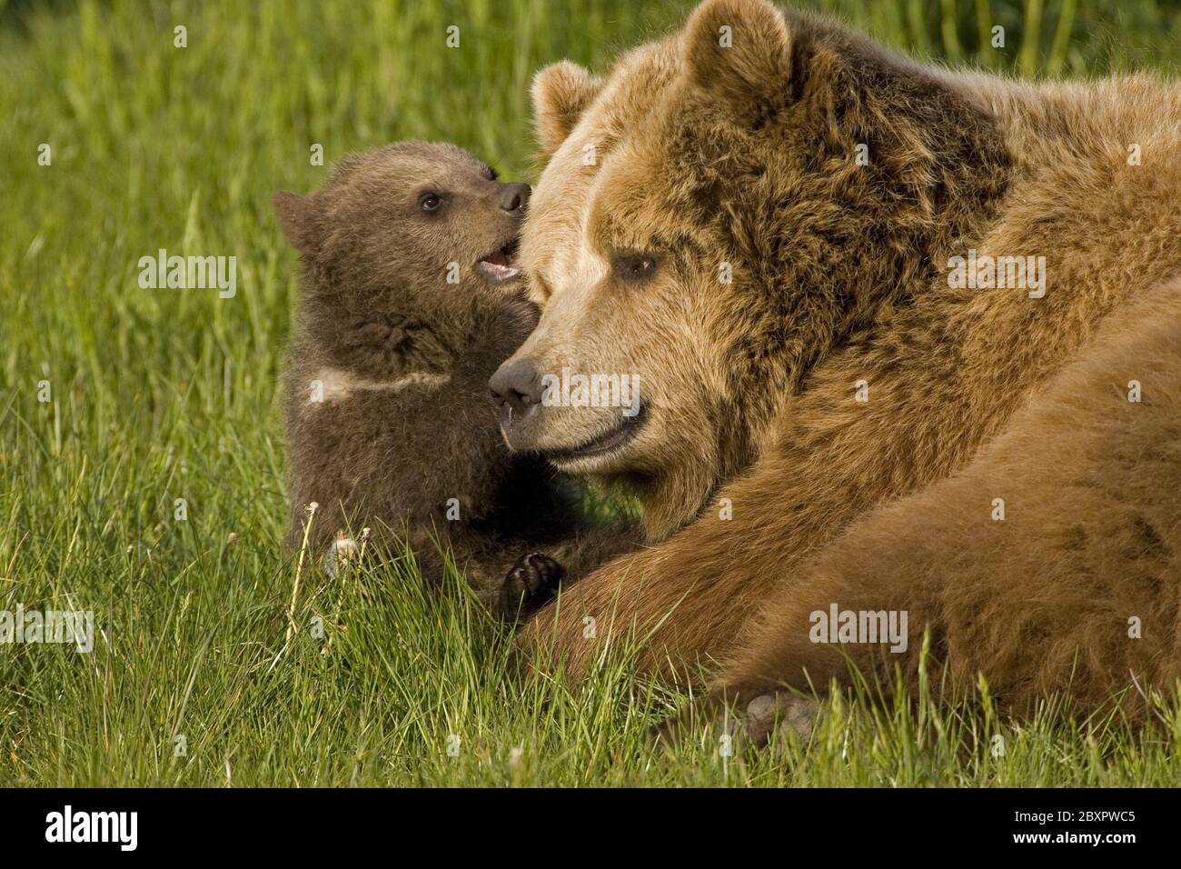 young European Brown Bear, (captive), Bavaria, Germany Stock Photo - Alamy