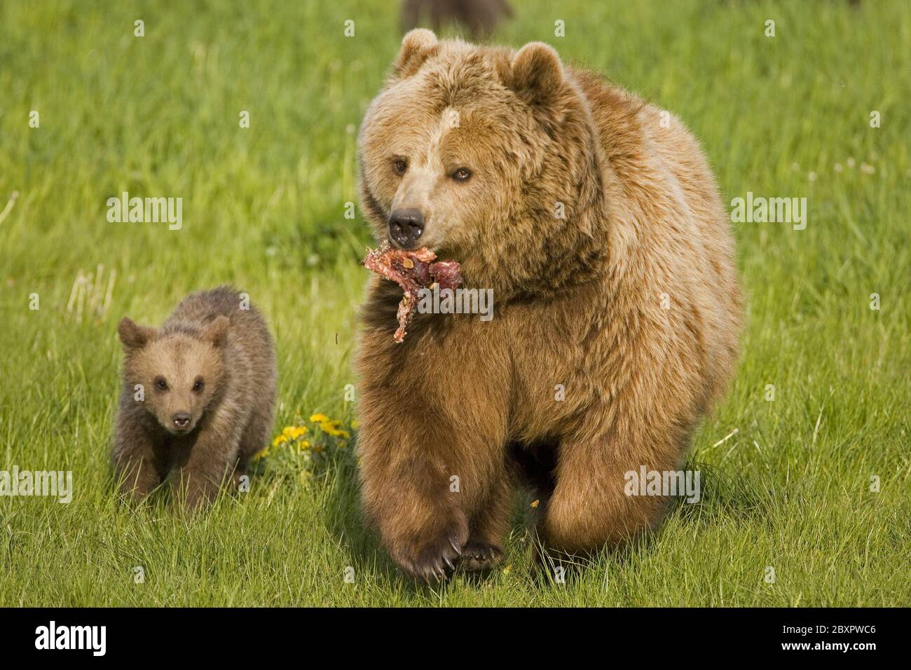 young European Brown Bear, (captive), Bavaria, Germany Stock Photo - Alamy