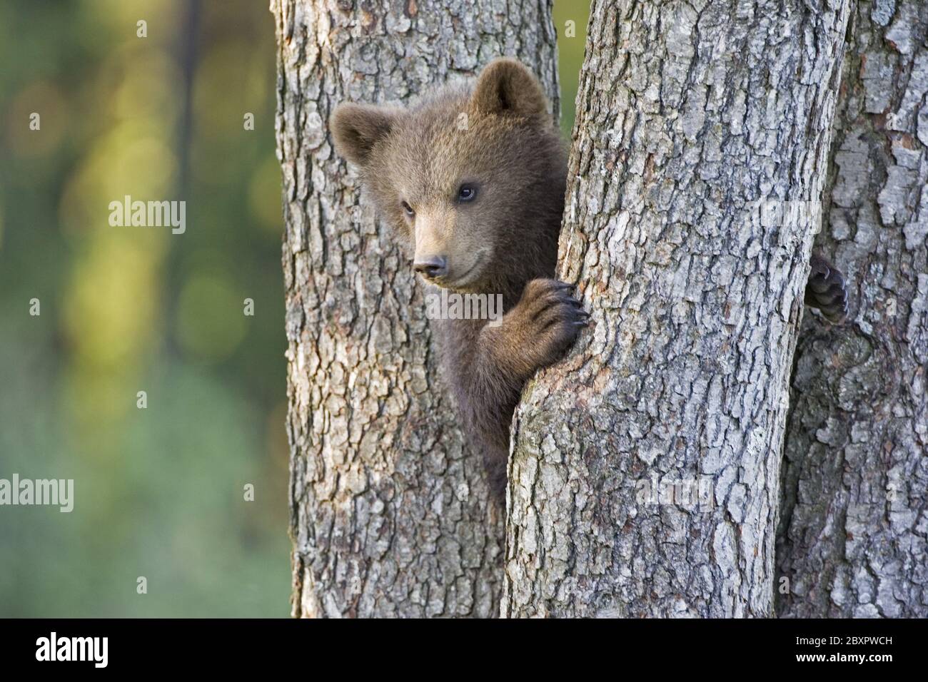 young European Brown Bear, (captive), Bavaria, Germany Stock Photo - Alamy
