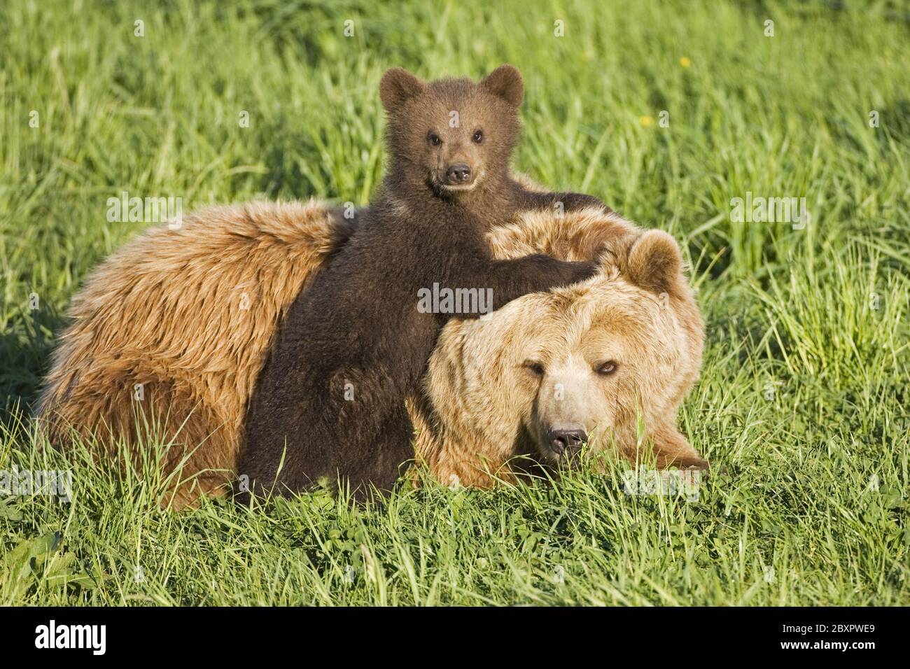 young European Brown Bear, (captive), Bavaria, Germany Stock Photo - Alamy