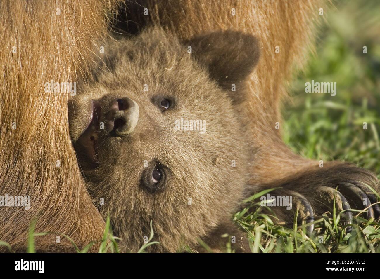 young European Brown Bear, (captive), Bavaria, Germany Stock Photo - Alamy