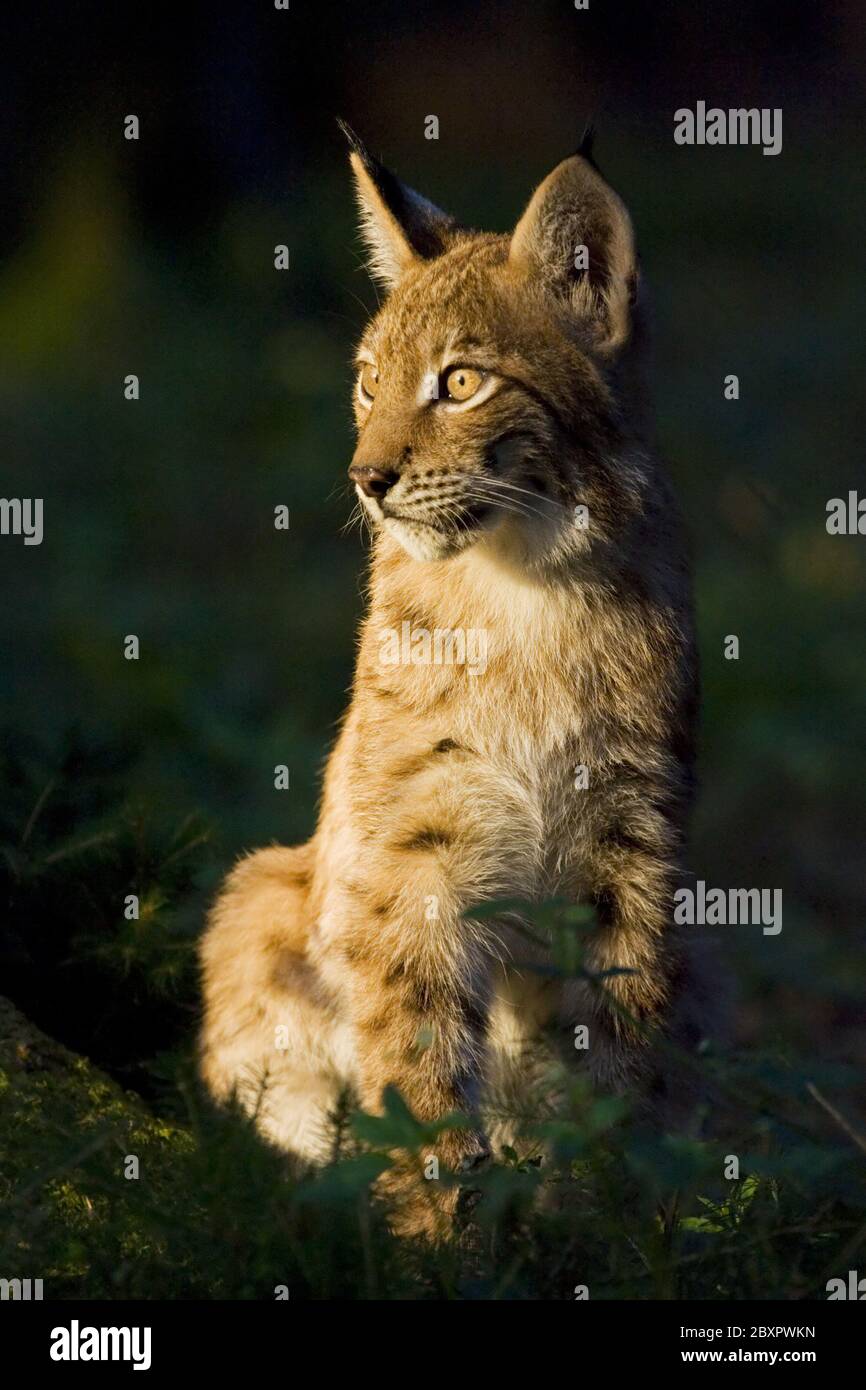 European lynx, bavaria, germany Stock Photo - Alamy