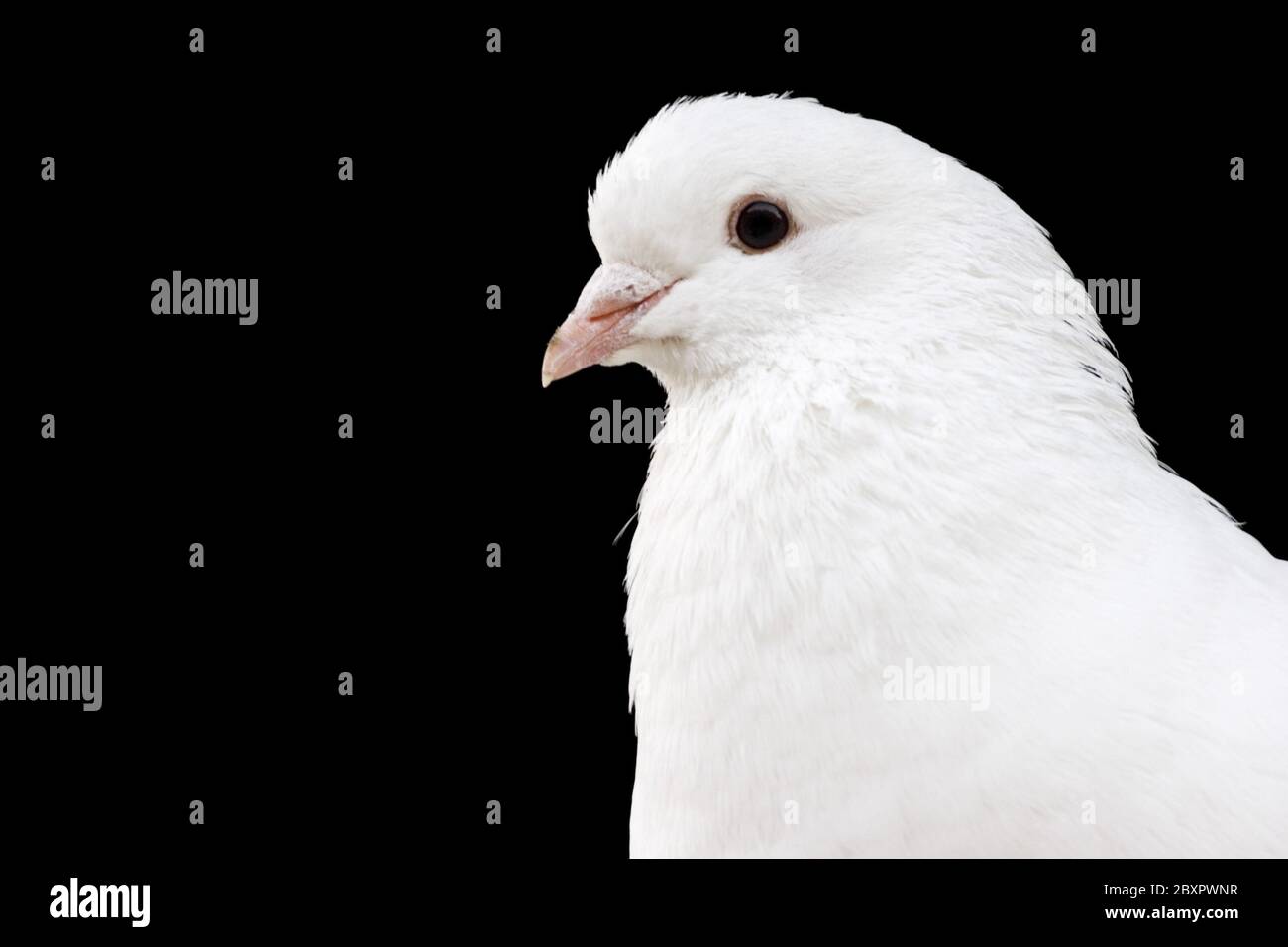 White dove hi-res stock photography and images - Alamy