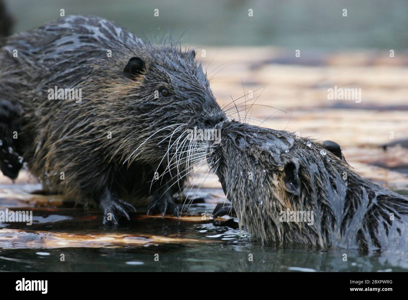 nutria pair ((Myocastor, Myocastor coypus Stock Photo - Alamy