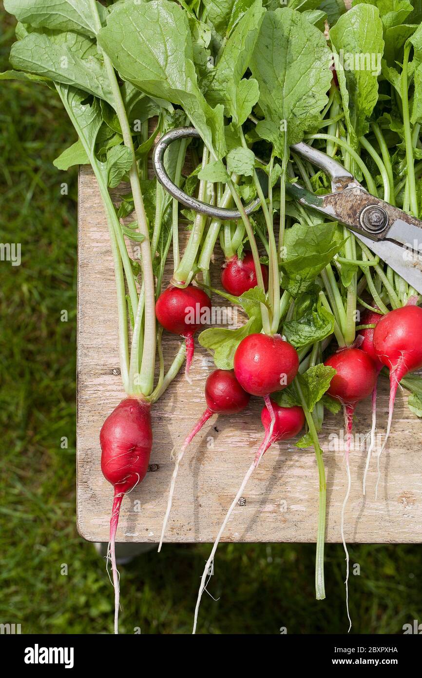 Fresh radishes with old scissors on wooden chair on green background ...