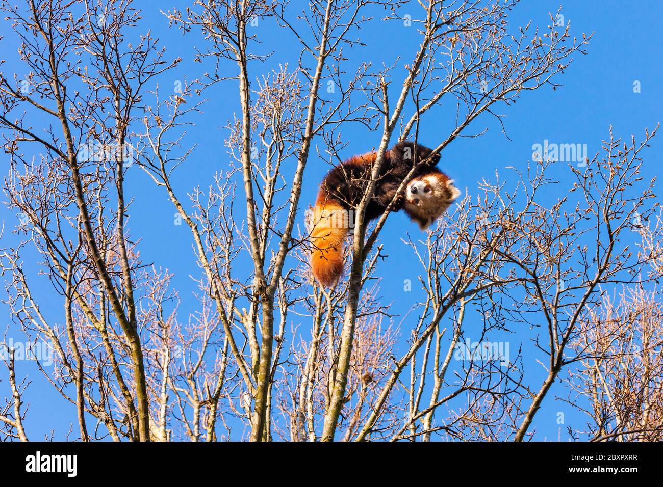 Red Panda (Ailurus fulgens) climbing a Tree Stock Photo - Alamy