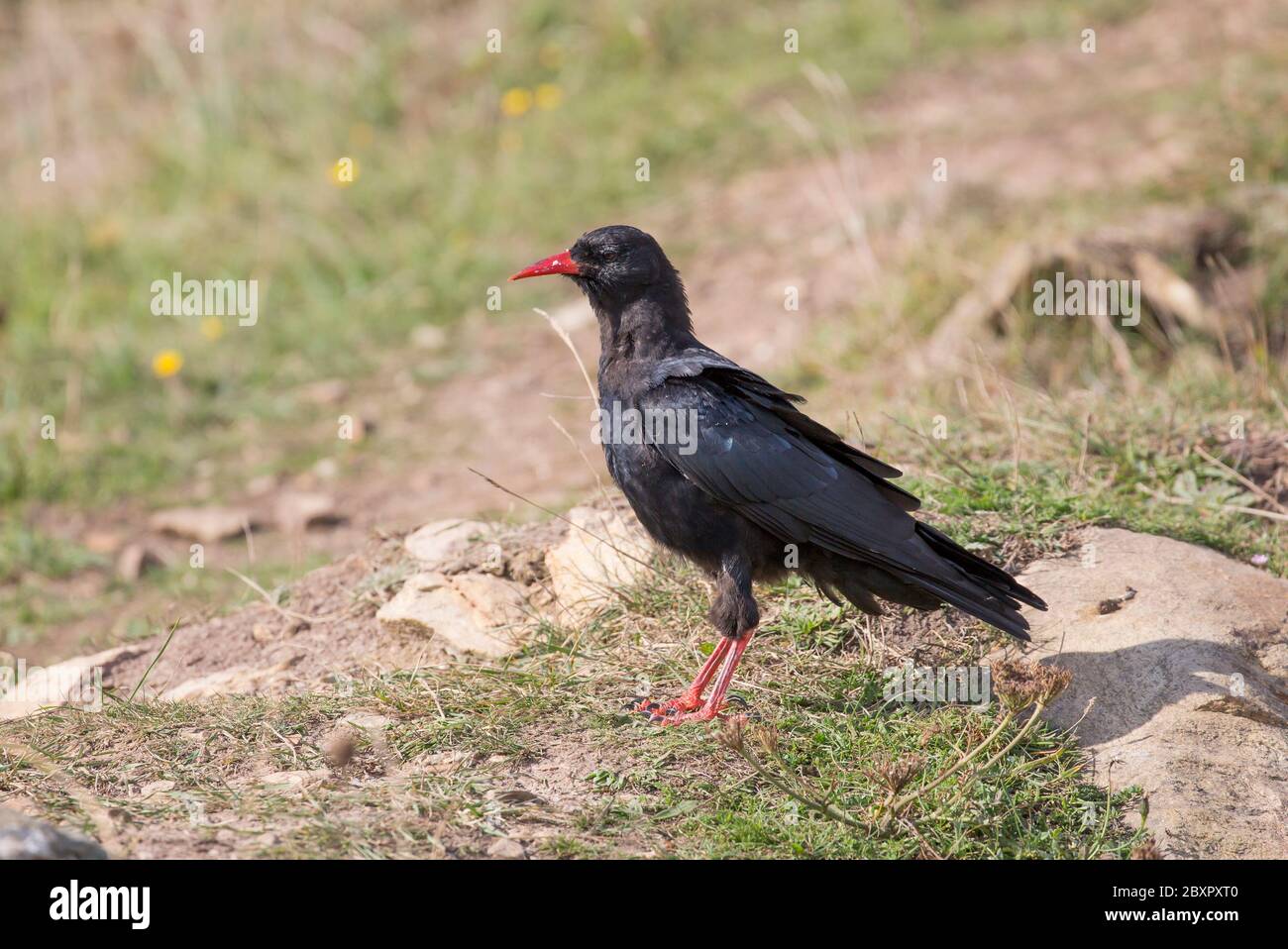 Chough bird hi-res stock photography and images - Alamy