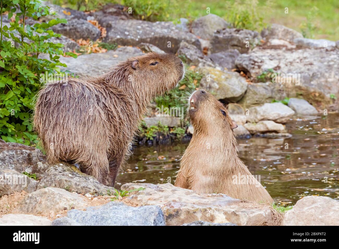 Two capybara hi-res stock photography and images - Alamy