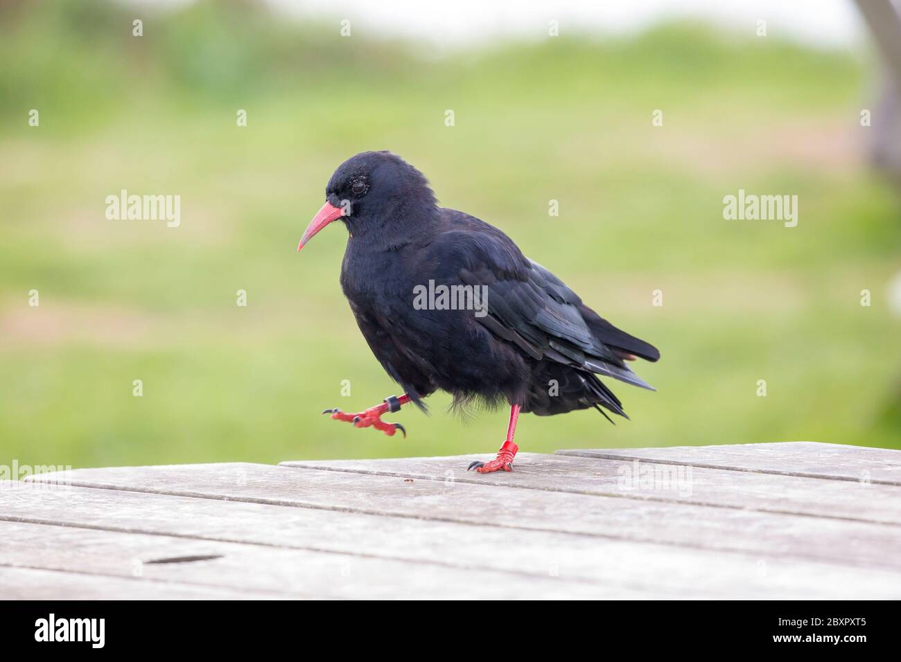 Welsh bird hi-res stock photography and images - Alamy