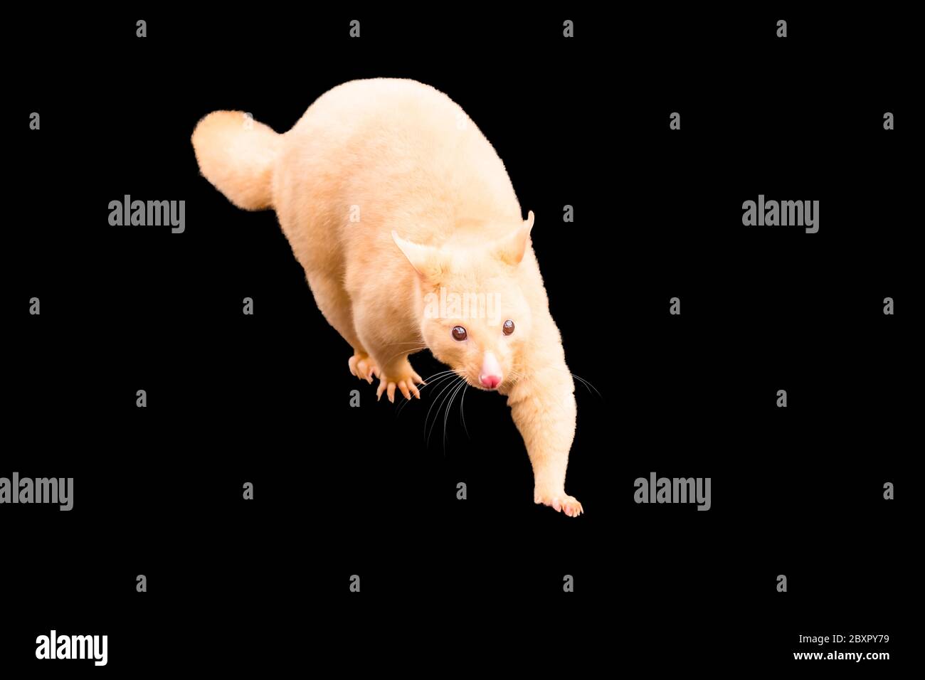 Golden Brush Tailed Possum