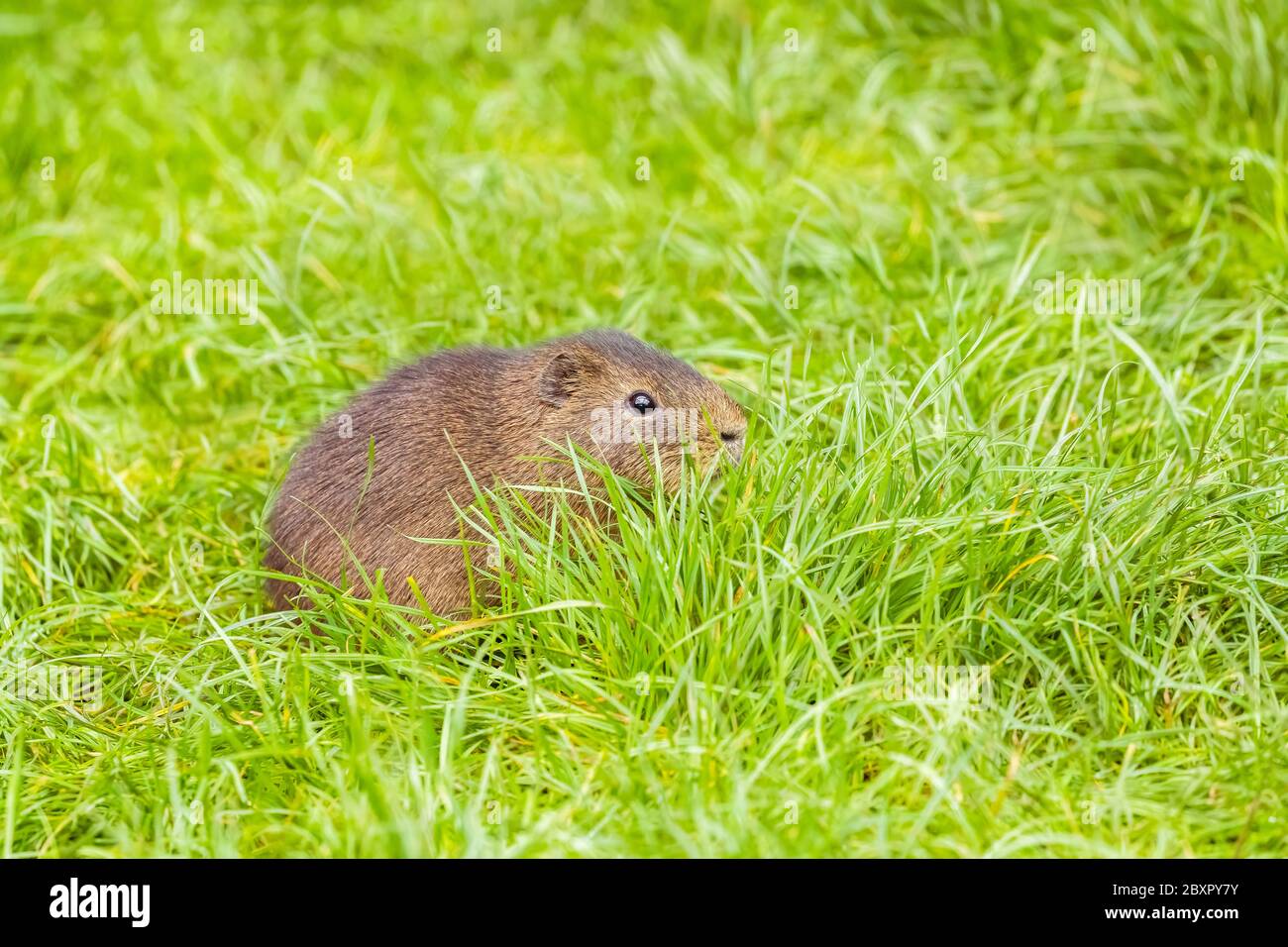 Cavia magna hi-res stock photography and images - Alamy