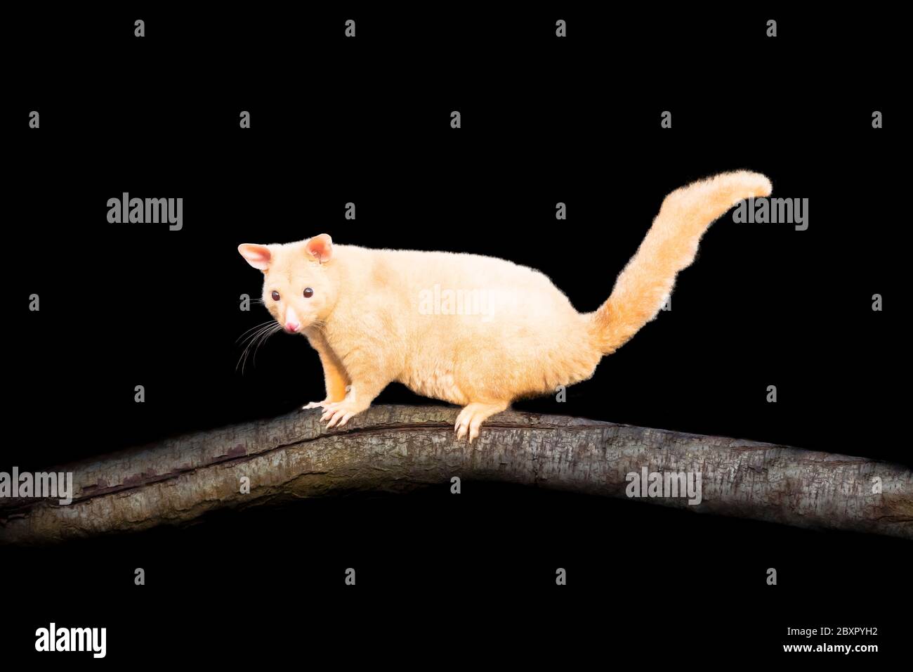 Golden Brush tailed Possum (Trichosurus Fuliginosus) Standing on a Tree ...