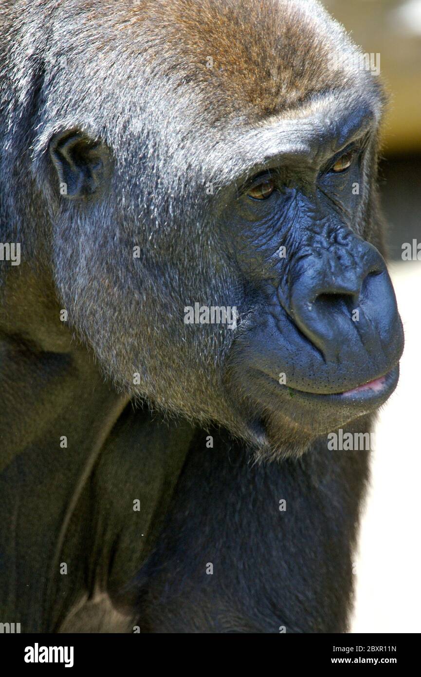 Western Lowland Gorillas Stock Photo - Alamy