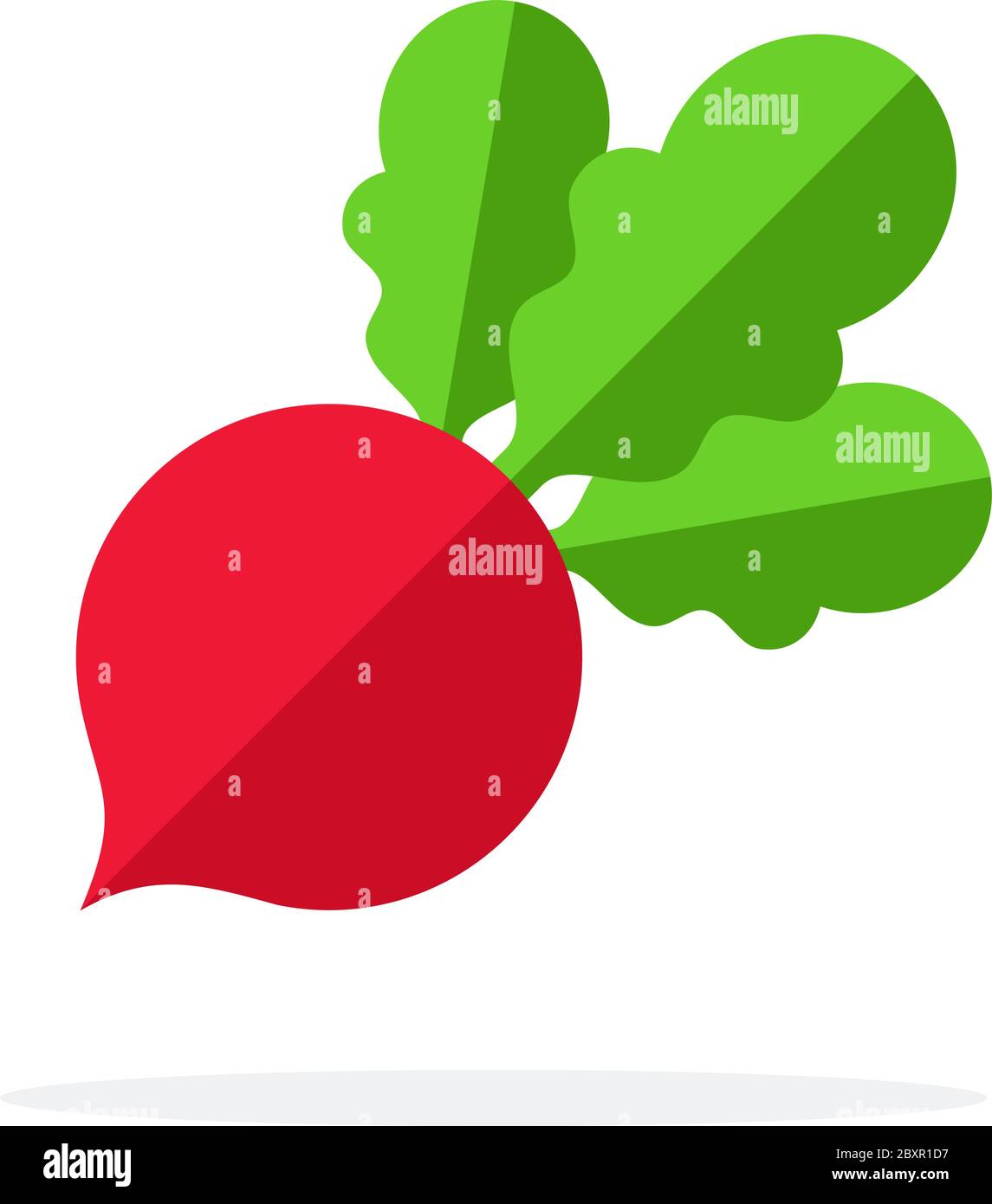 Beet vector flat material design isolated object on white background ...