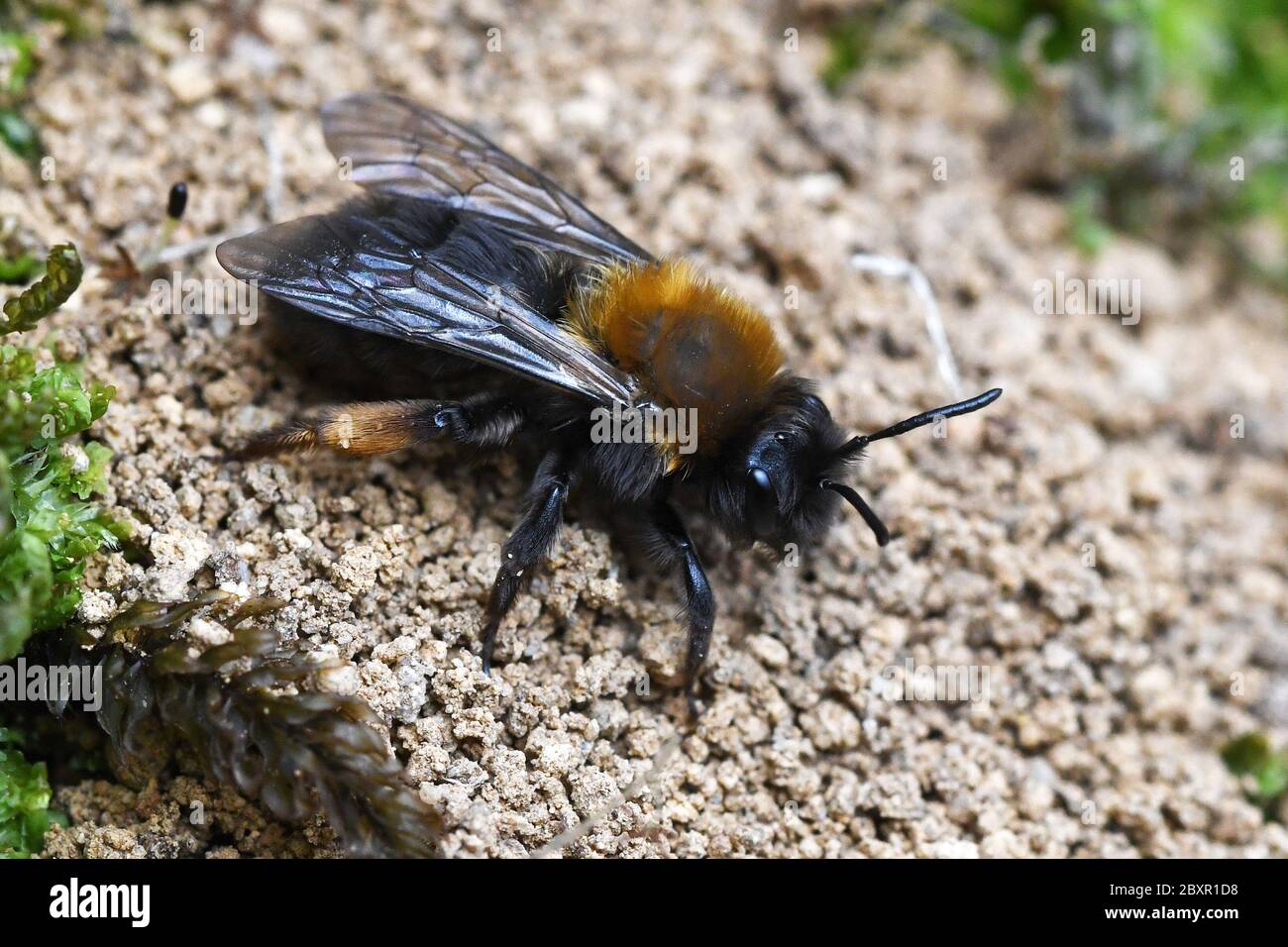 Mining bee hole hi-res stock photography and images - Alamy