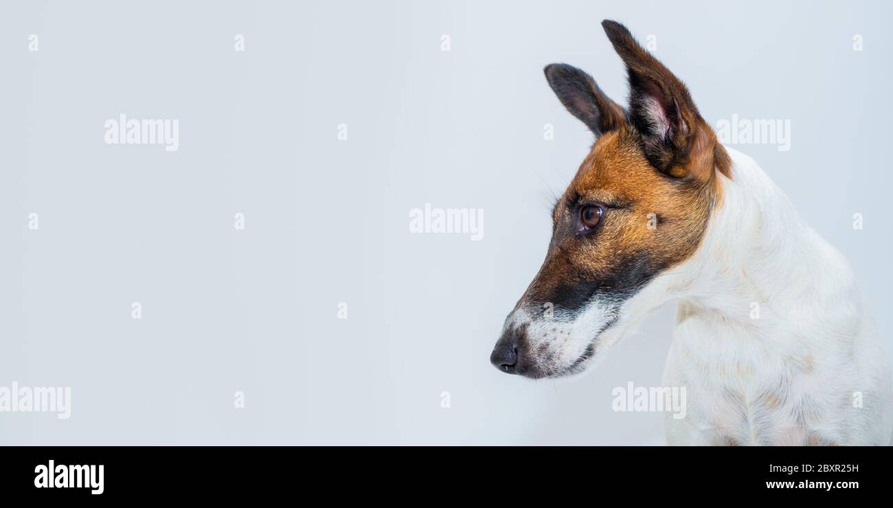 Portrait of a smooth fox terrier puppy in white backdrop. Copy space ...