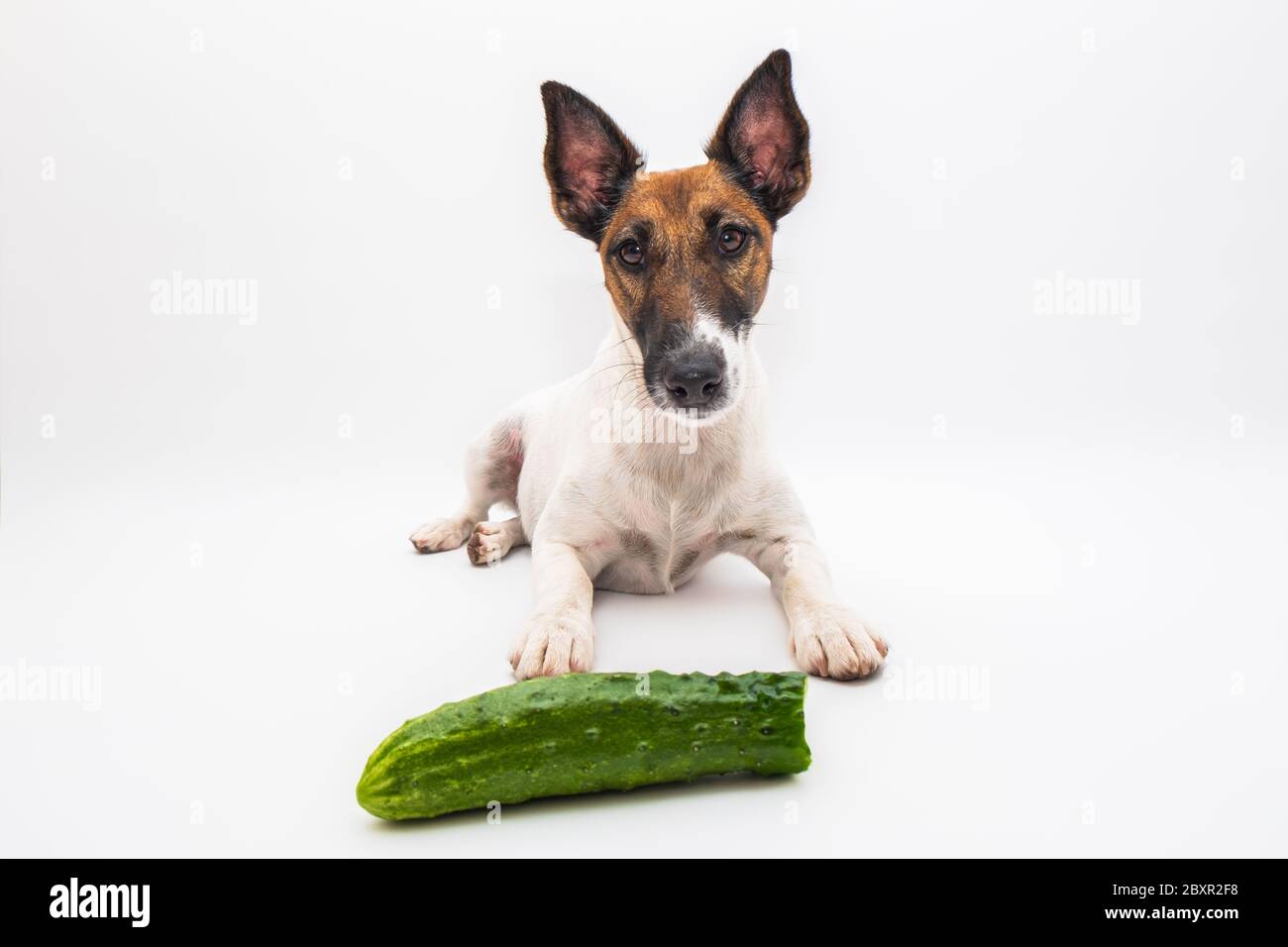 Cute funny dog and a cucumber in white background. Vegetarian, vegan ...