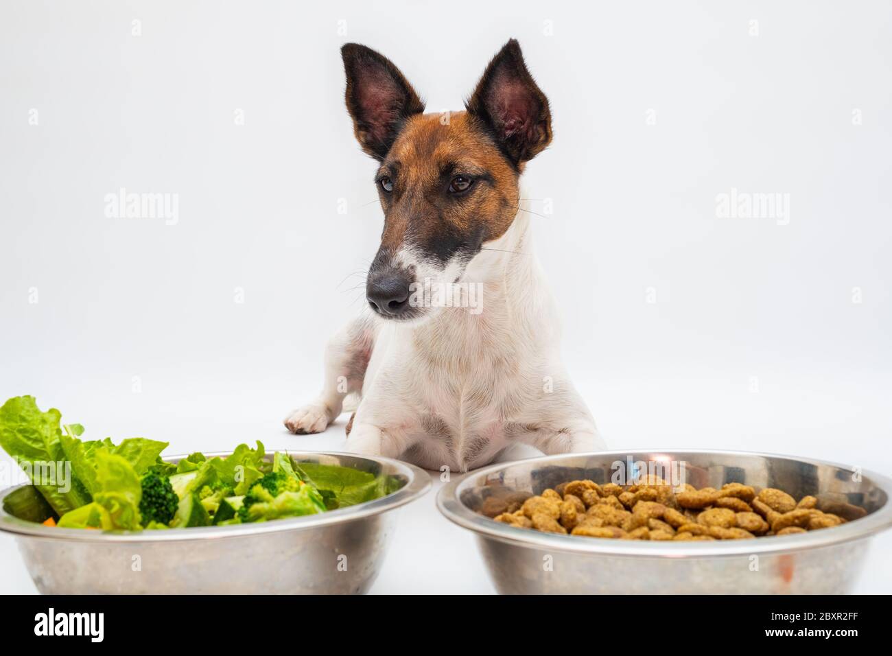 Funny dog and two bowls of natural vegetables and regular dog food ...