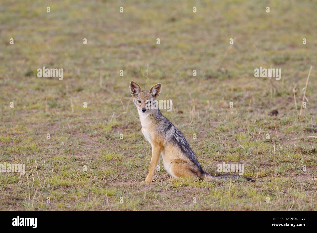 Black backed jackal teeth hi-res stock photography and images - Alamy