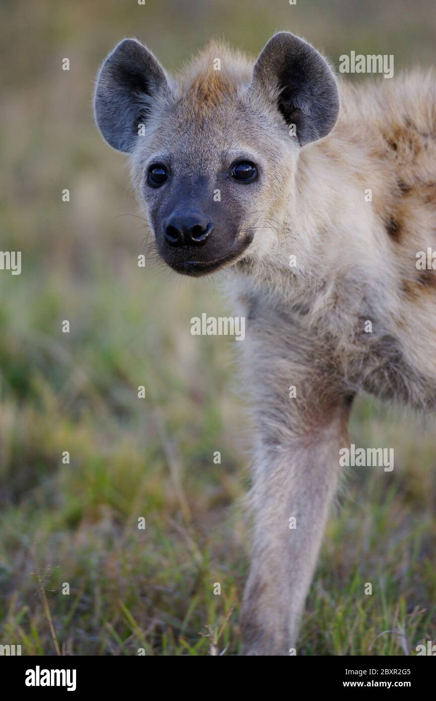 Hyena color hi-res stock photography and images - Alamy