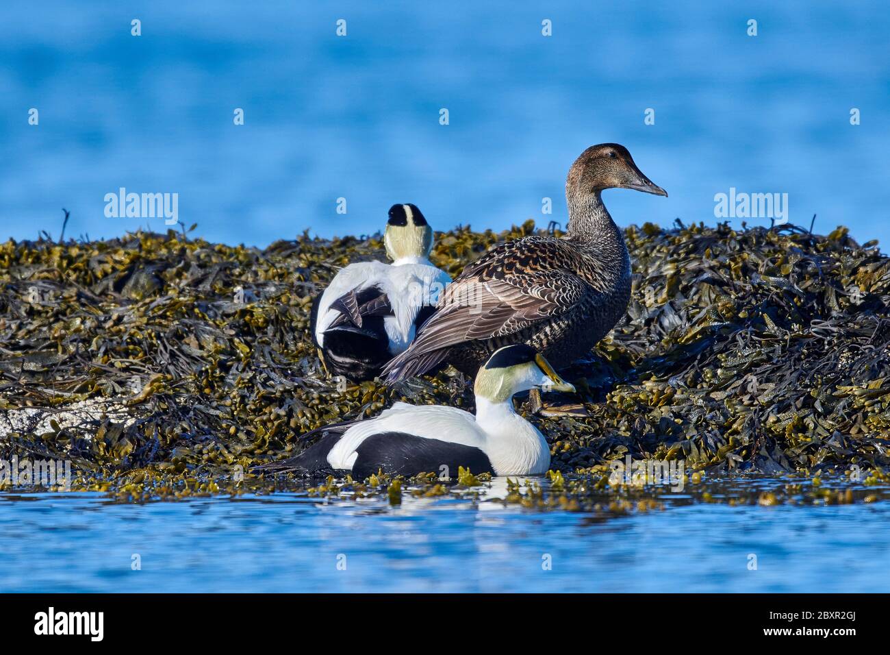 Common Eider (Somateria mollissima), Crescent Beach, Nova Scotia, Canada Stock Photo - Alamy